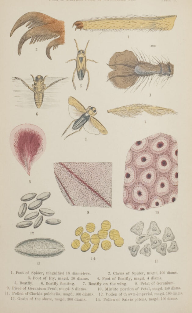 Year 9 – 1869: The Microscope, or, Descriptions of Various Objects of ...